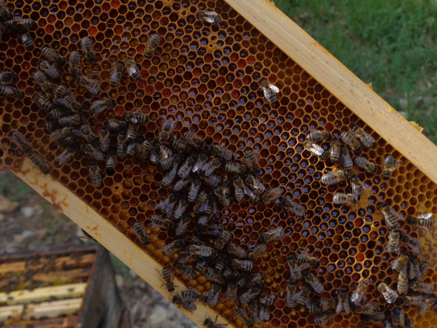 Wie kommunizieren die Bienen miteinander? - Original Provence Lavendelhonig
